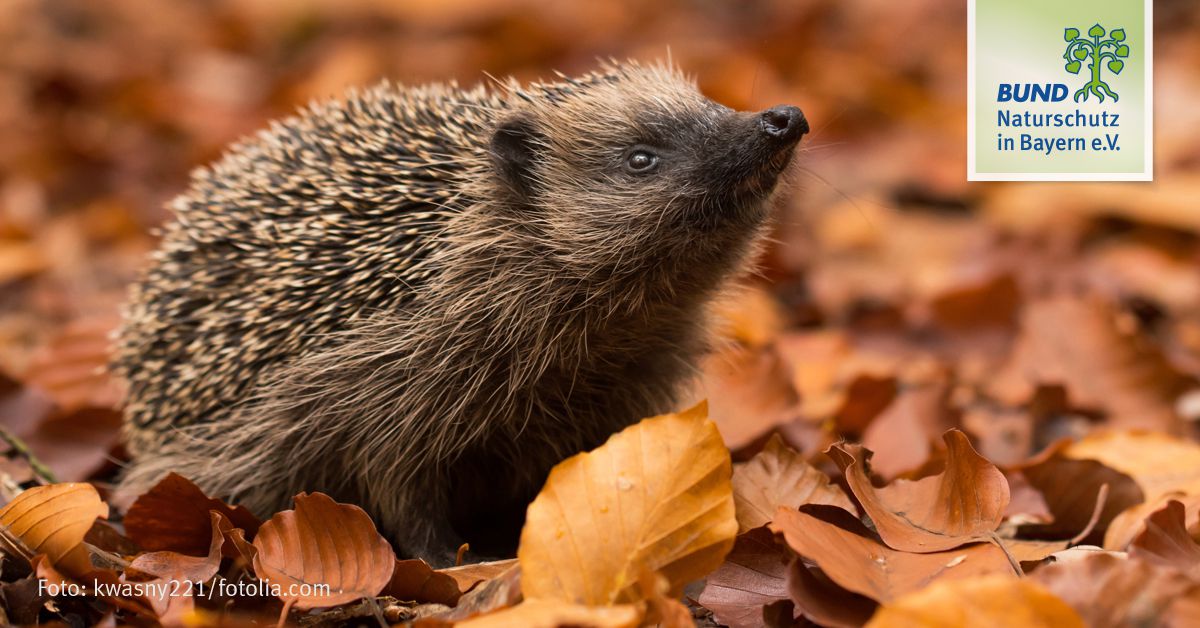 So helfen Sie dem Igel richtig | BUND Naturschutz (BN)