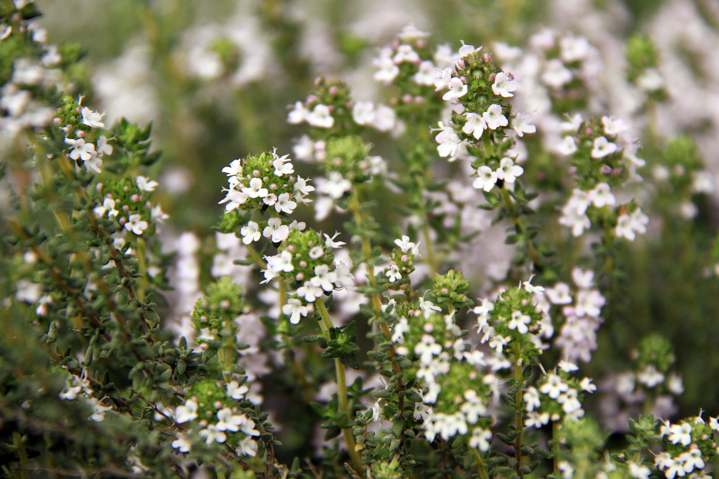 Thymian - BUND Naturschutz in Bayern e.V.
