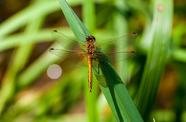 Libellen-Arten bestimmen | BUND Naturschutz