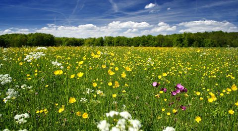 Den Lebensraum Wiese schützen | BUND Naturschutz