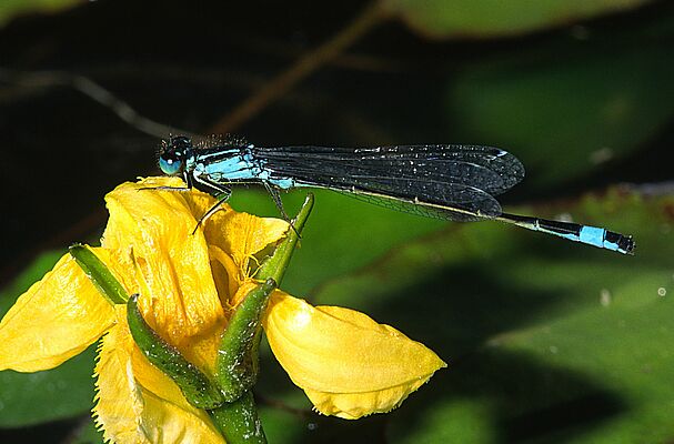 Libellen-Arten bestimmen | BUND Naturschutz