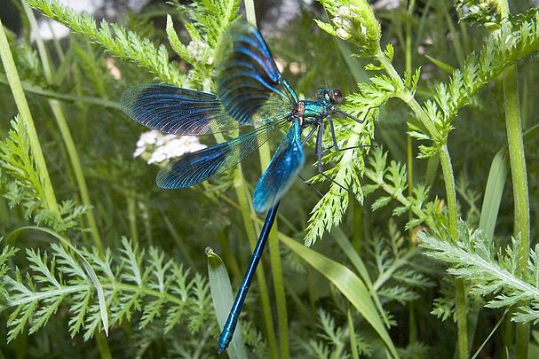 Libellen-Arten bestimmen | BUND Naturschutz
