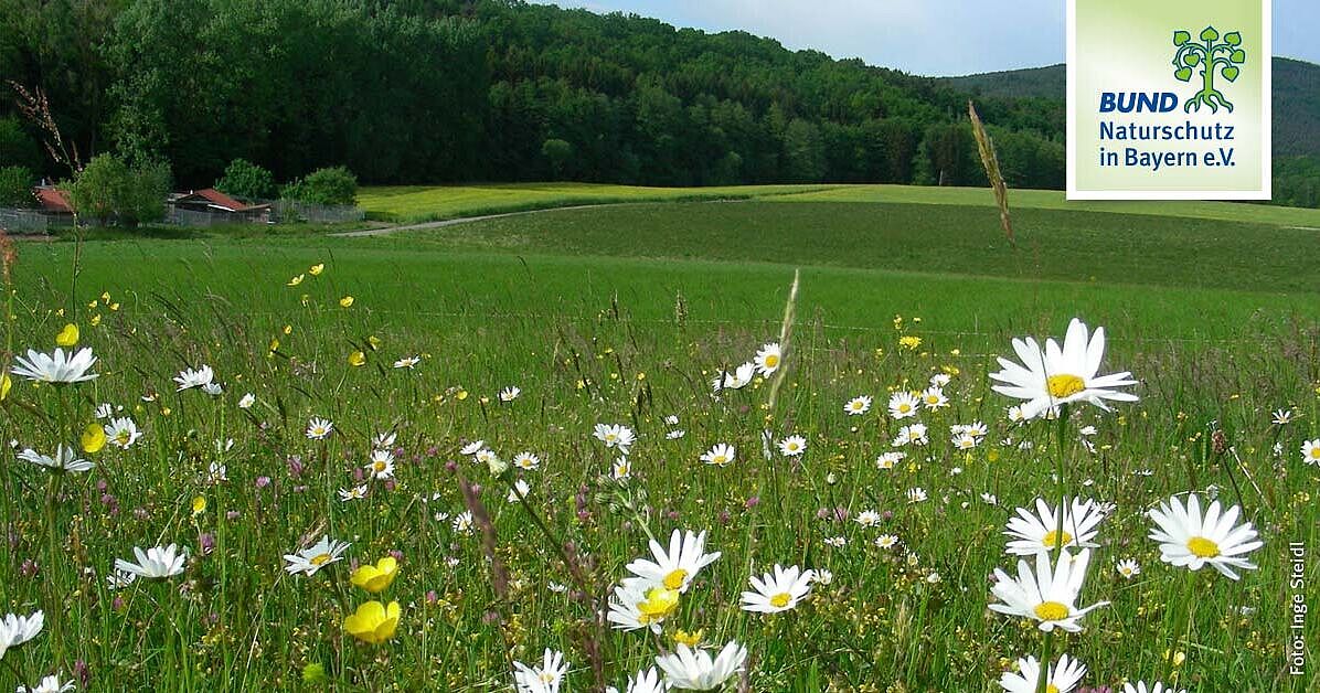 Wiesen und Weiden in Bayern besser schützen