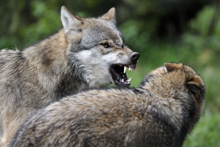 Der Wolf in Bayern – BUND Naturschutz