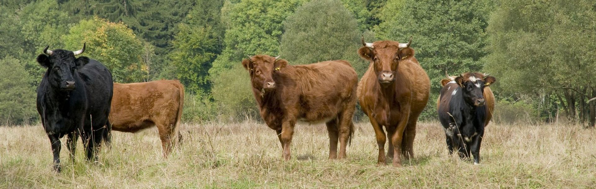 Weidewelt – Vieh(l)falt im Frankenwald