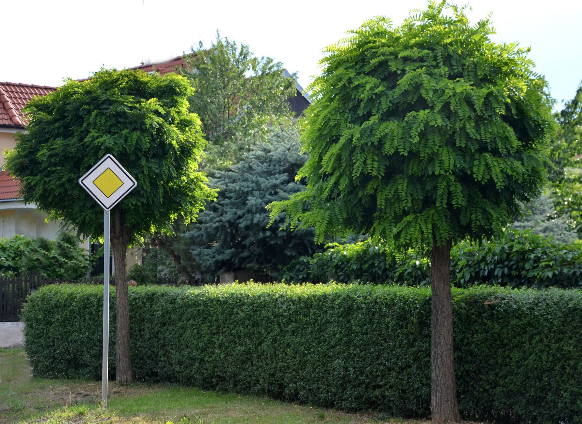 Baumportraits: Welcher Stadtbaum ist das? | BUND Naturschutz