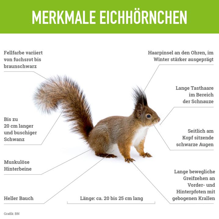 Eichhörnchen in Bayern | BUND Naturschutz