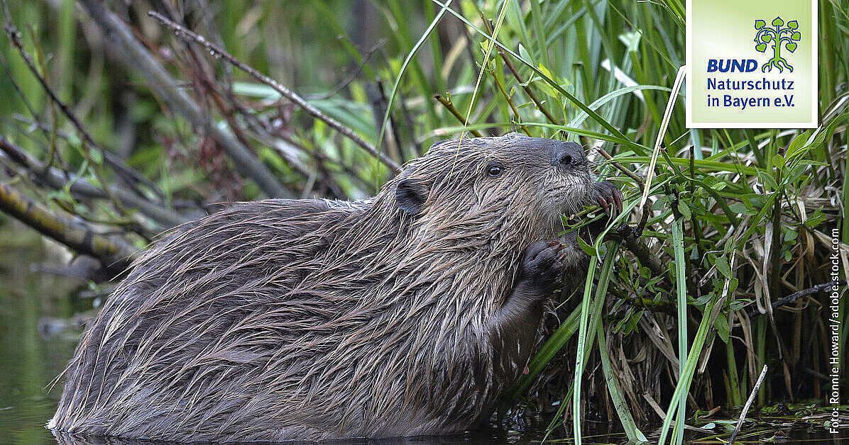 Biber Steckbrief: Wissenswertes zu Castor fiber | BUND Naturschutz (BN)