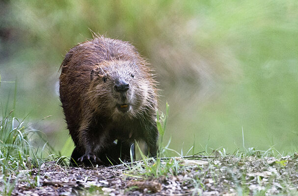 Biber Steckbrief: Wissenswertes zu Castor fiber | BUND Naturschutz