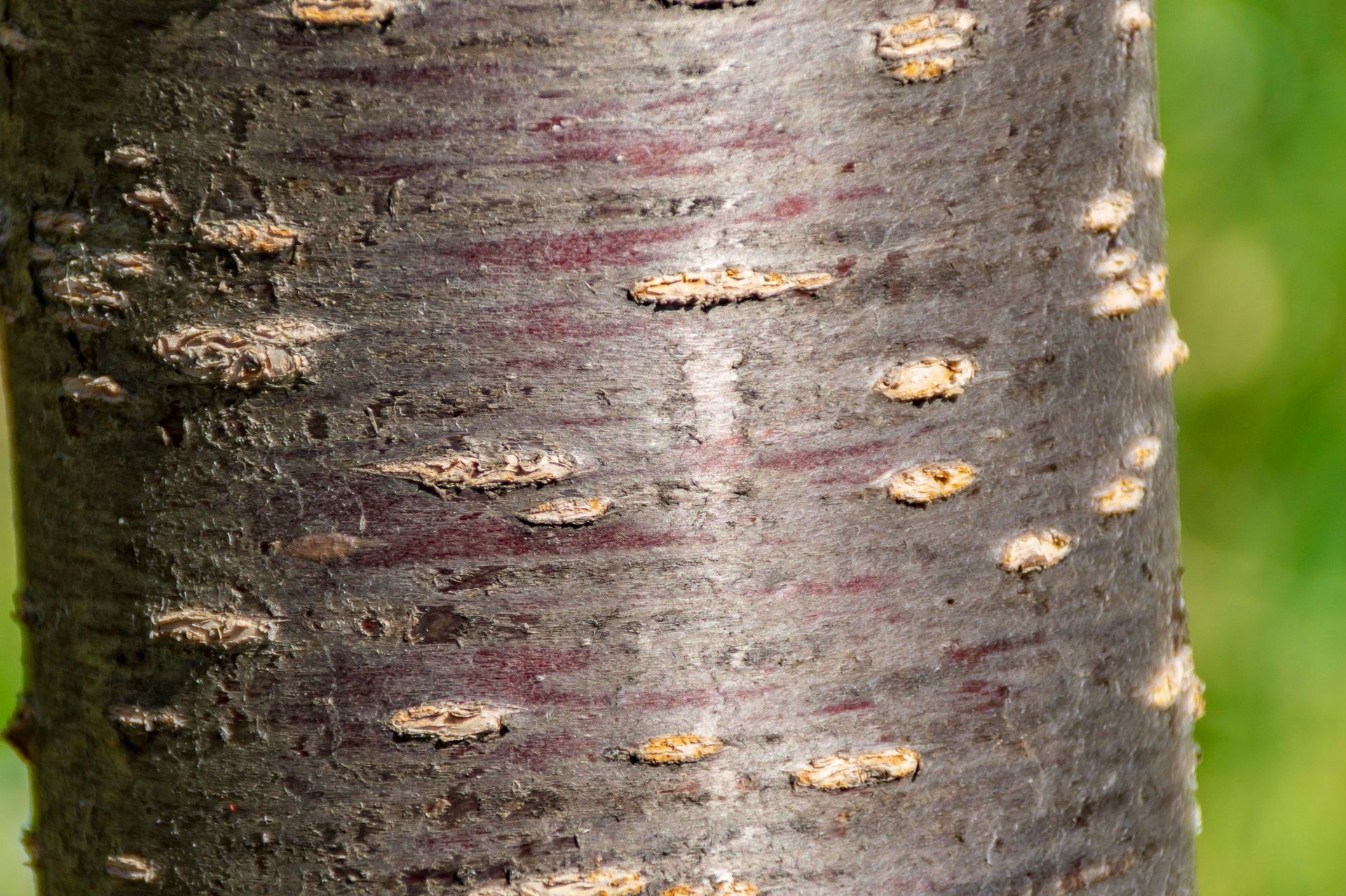 Baumportraits: Welcher Stadtbaum ist das? | BUND Naturschutz