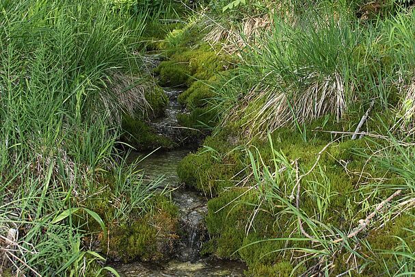 Quelltypen – Welche Arten von Quellen gibt es? | BUND Naturschutz (BN)