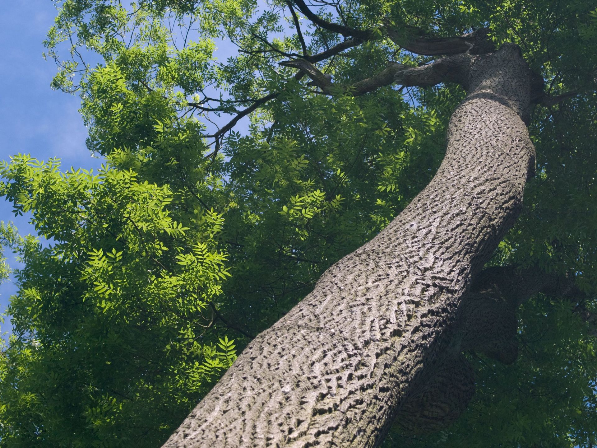Baumportraits: Welcher Stadtbaum ist das? | BUND Naturschutz