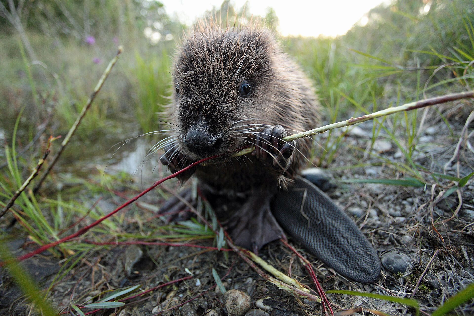 Natur im Frühling: Junge Biber kommen zur Welt - BUND Naturschutz in ...