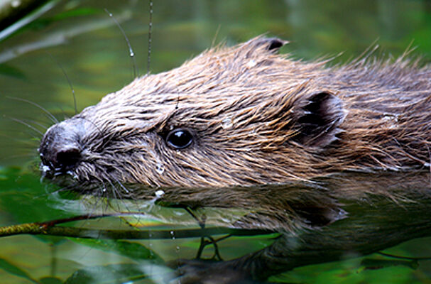 Biber Steckbrief: Wissenswertes zu Castor fiber | BUND Naturschutz