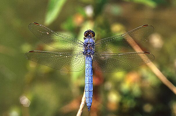Libellen-Arten bestimmen | BUND Naturschutz