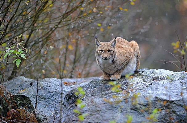 Der Luchs: ein Steckbrief - BUND Naturschutz