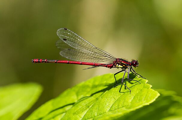 Libellen-Arten bestimmen | BUND Naturschutz