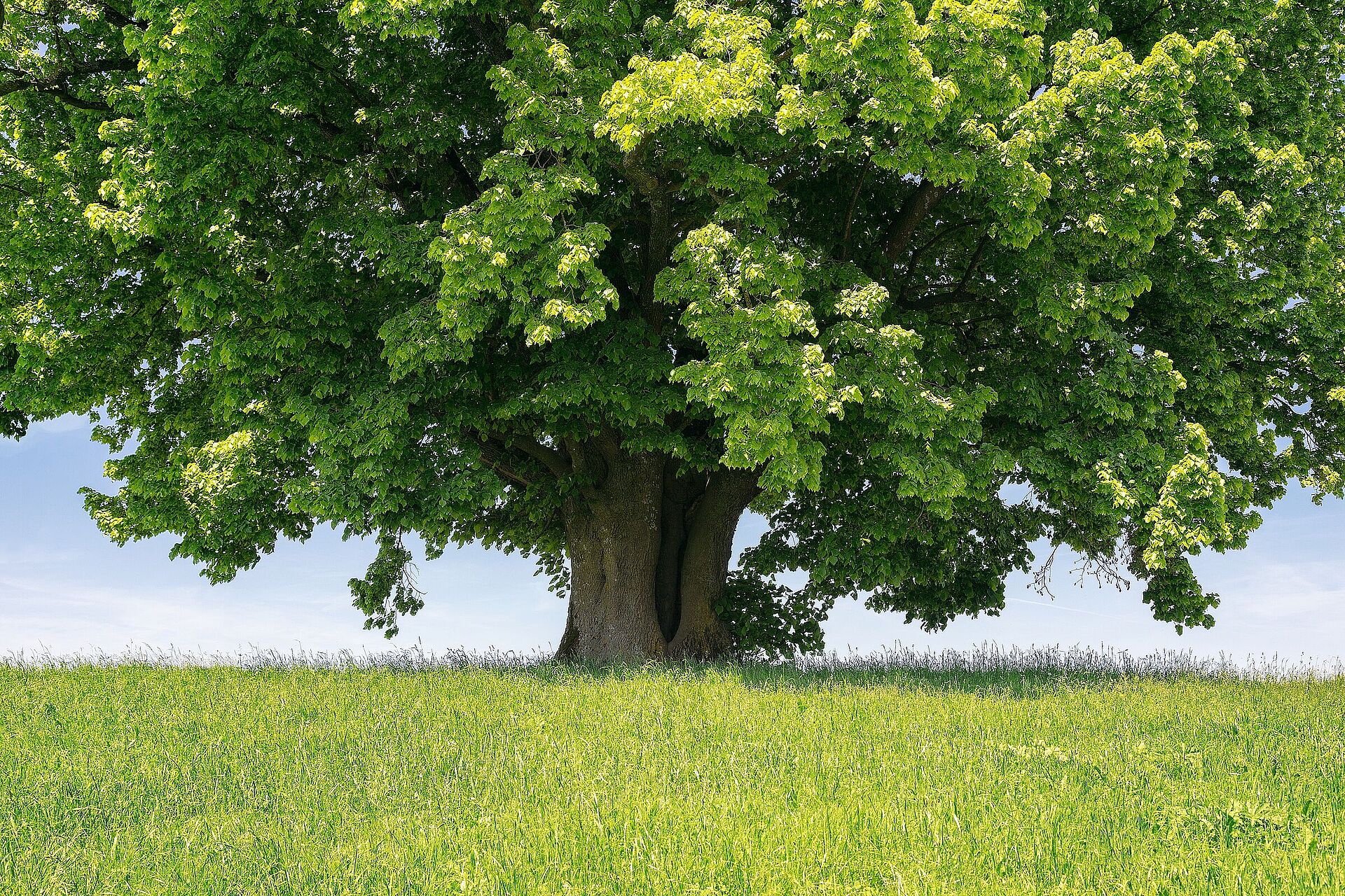Organisation: Wie der BUND Naturschutz funktioniert
