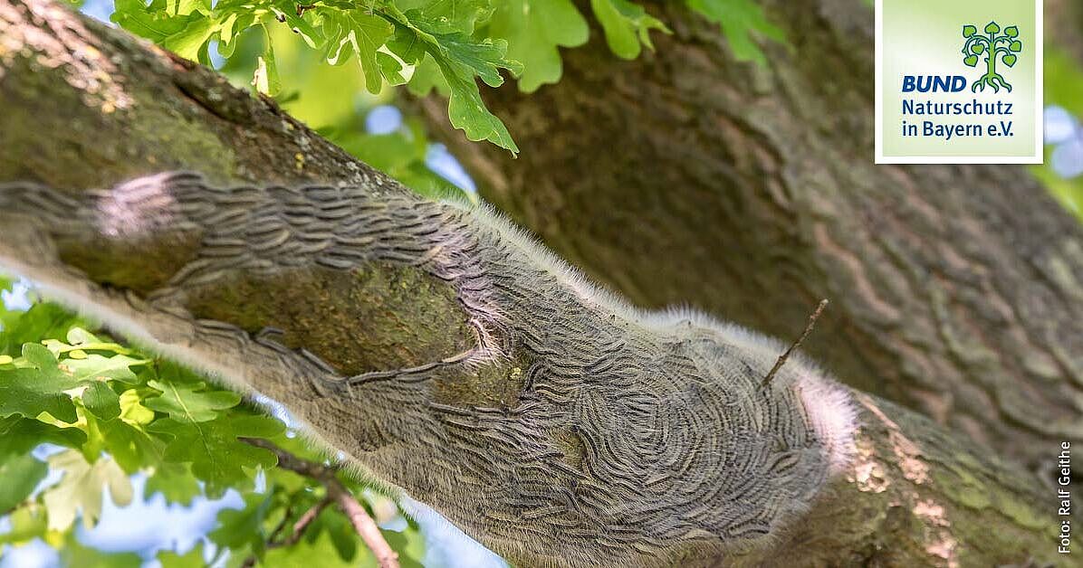 Eichenprozessionsspinner bekämpfen ohne Gift