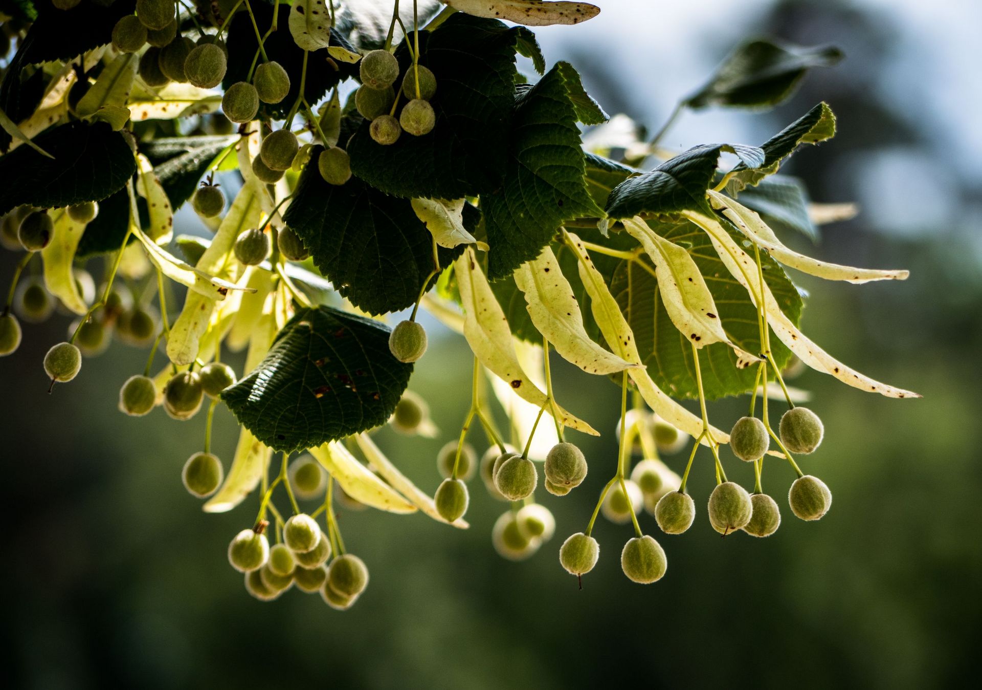 Baumportraits: Welcher Stadtbaum ist das? | BUND Naturschutz