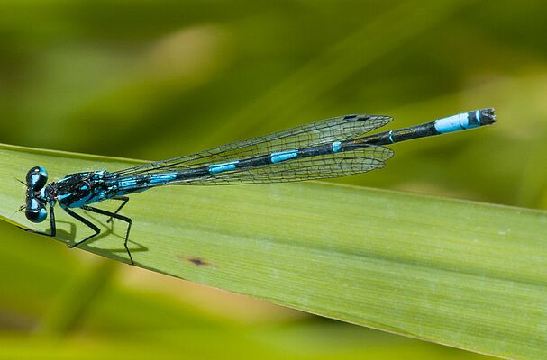 Libellen-Arten bestimmen | BUND Naturschutz