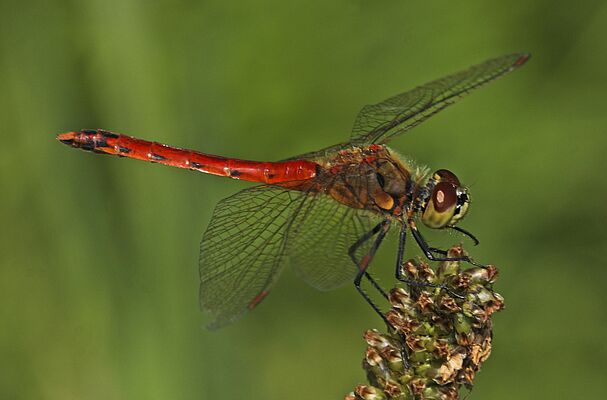 Libellen-Arten bestimmen | BUND Naturschutz