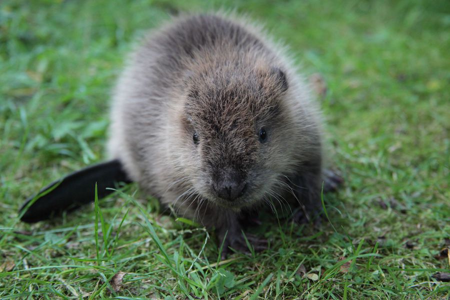 Biber - BUND Naturschutz in Bayern e.V.