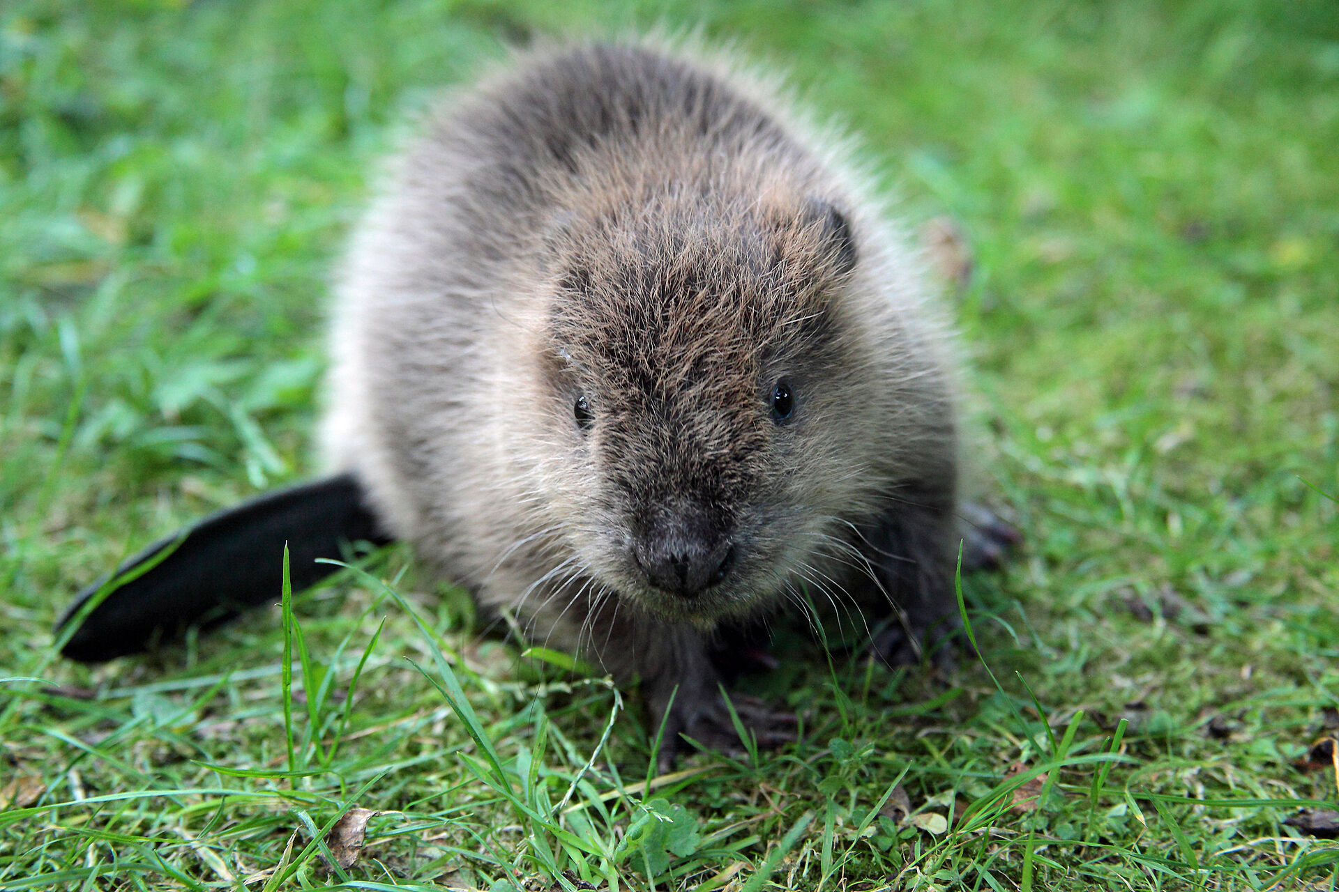Biber in Bayern | BUND Naturschutz