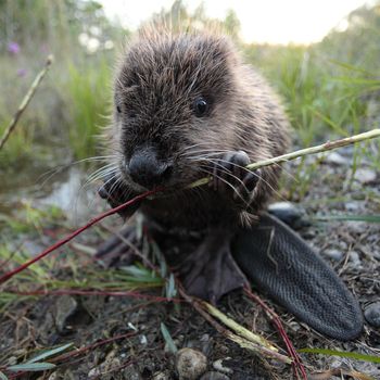 Biber Steckbrief: Wissenswertes zu Castor fiber | BUND Naturschutz