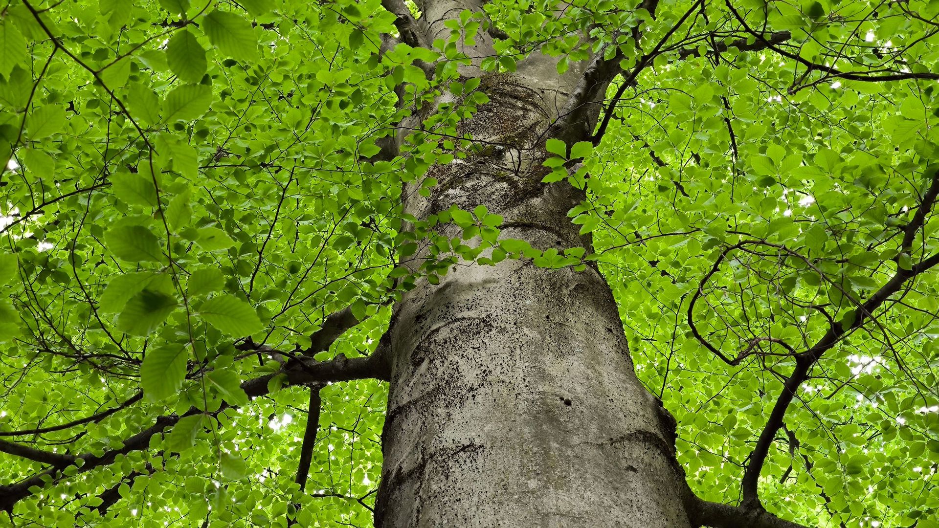 Baumportraits: Welcher Stadtbaum ist das? | BUND Naturschutz