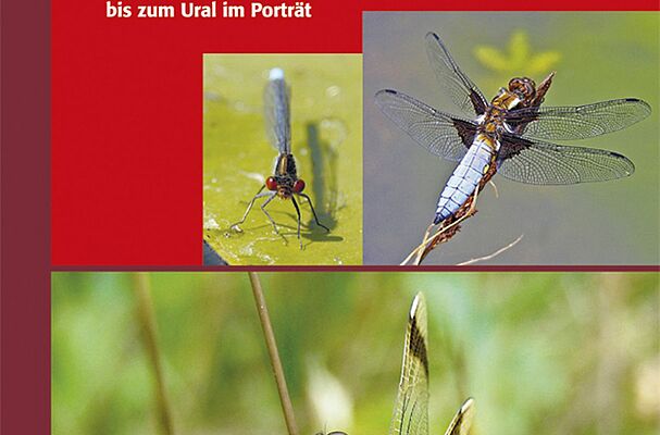 Libellen-Arten bestimmen | BUND Naturschutz