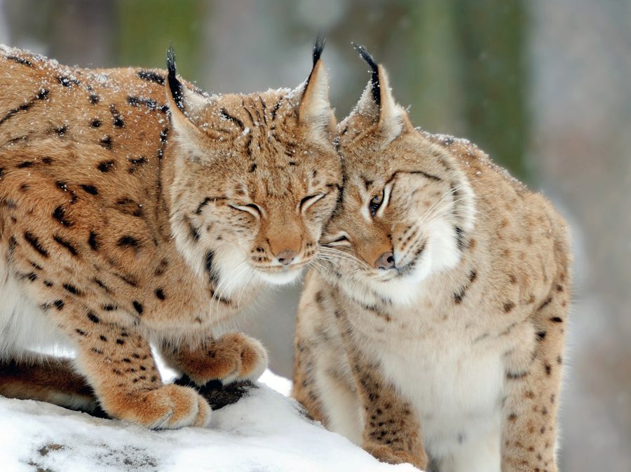 Zurück auf leisen Pfoten: Der Luchs in Bayern