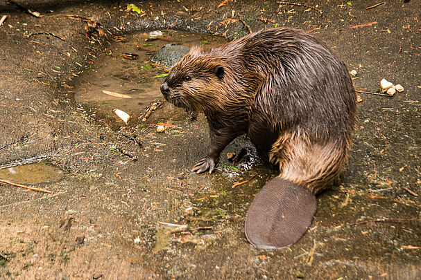 Biber Steckbrief: Wissenswertes zu Castor fiber | BUND Naturschutz