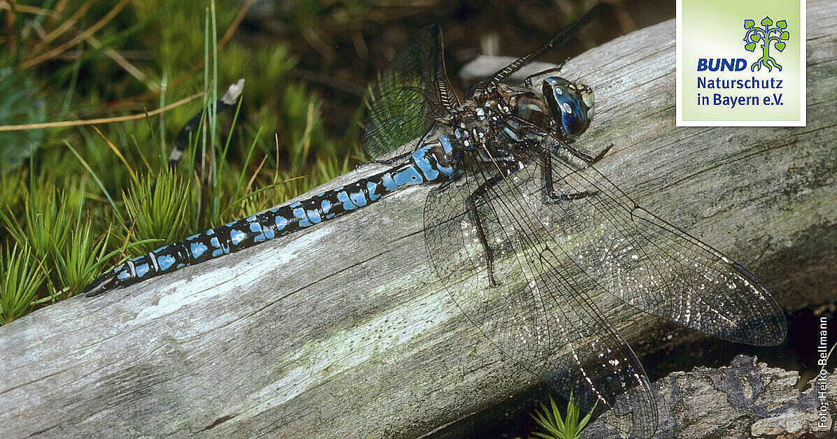 Libellen-Arten bestimmen | BUND Naturschutz