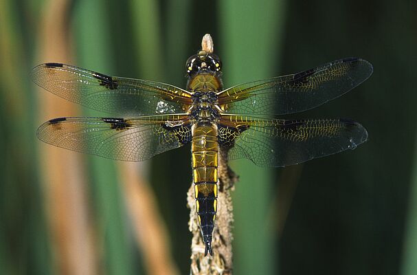 Libellen-Arten bestimmen | BUND Naturschutz