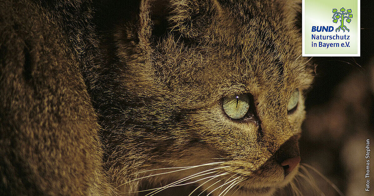 Ausstellung Wildkatze | BUND Naturschutz (BN)