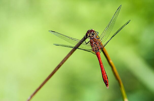 Libellen bestimmen: Tipps zur Beobachtung