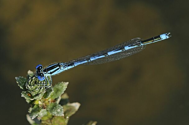 Libellen-Arten bestimmen | BUND Naturschutz