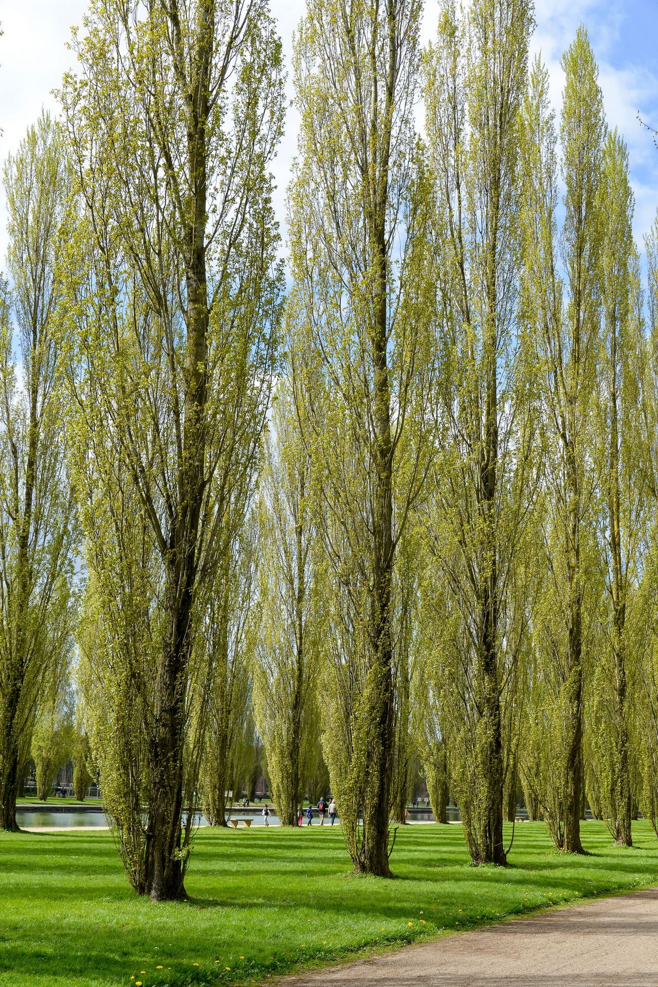 Von Hohem Geraden Wuchs